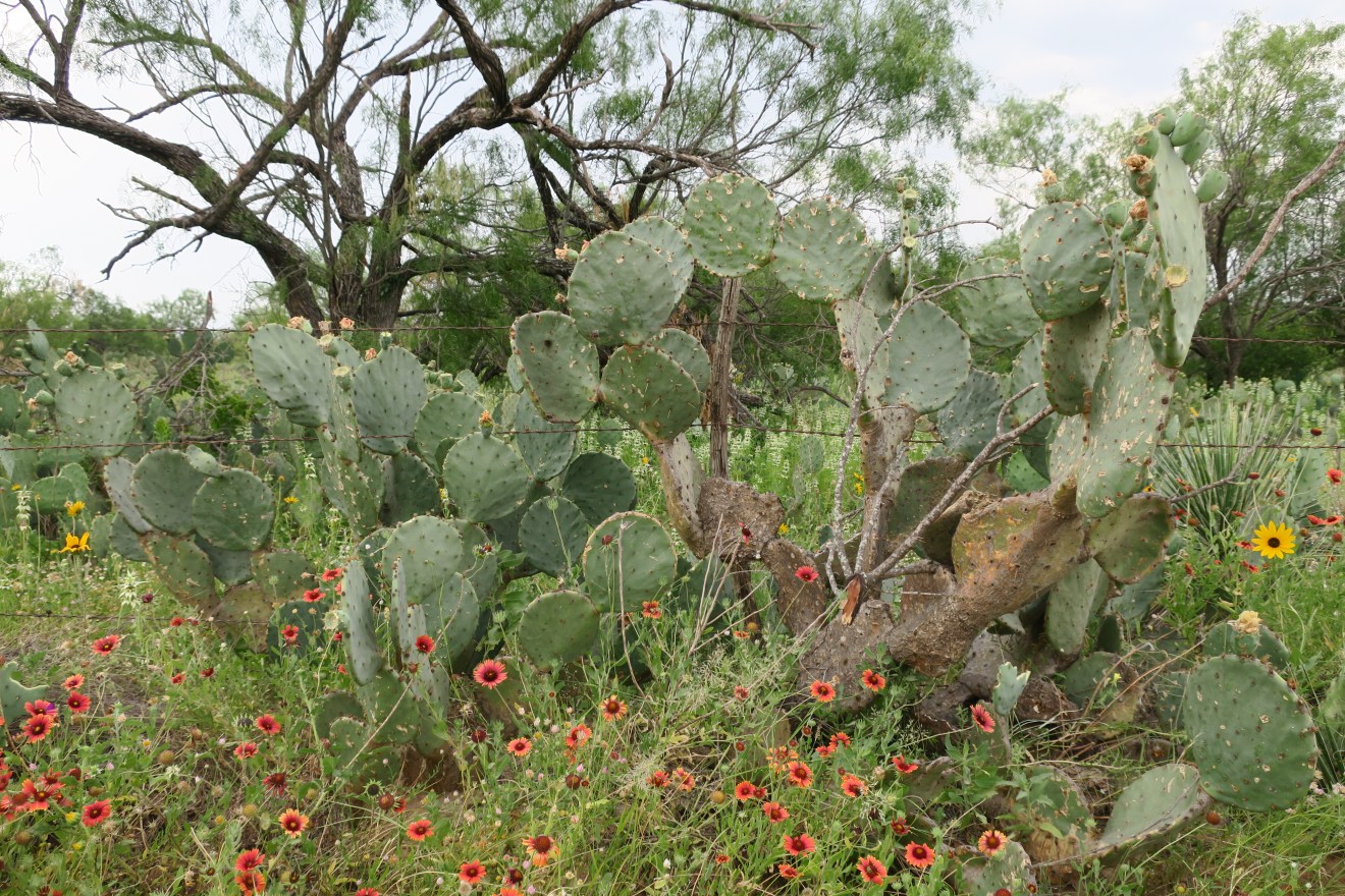 5 Facts About Prickly Pear Cactus – Explore Texas