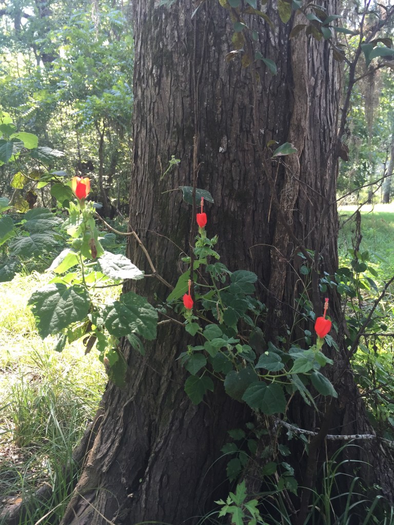 5 Facts About Turk’s Cap – Explore Texas