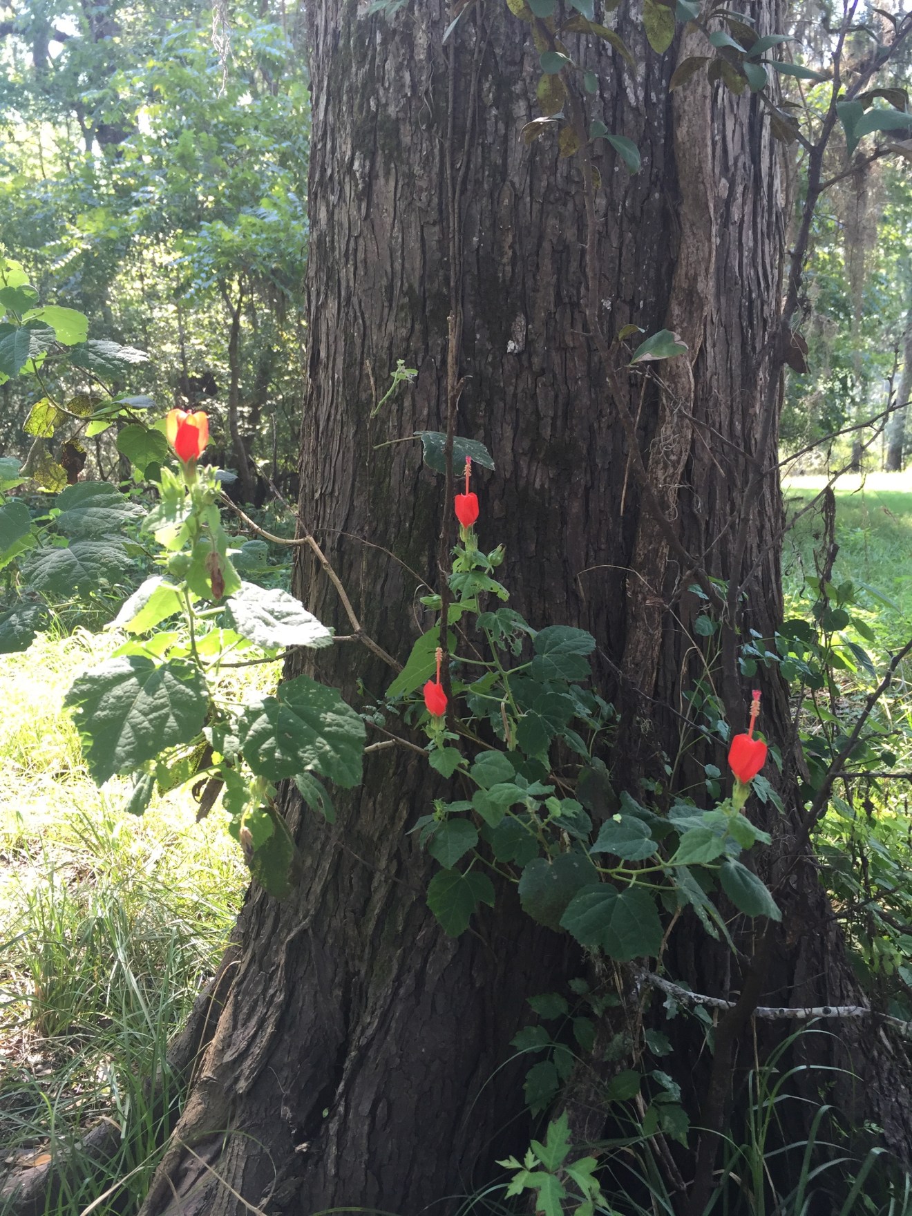 5 Facts About Turk’s Cap – Explore Texas