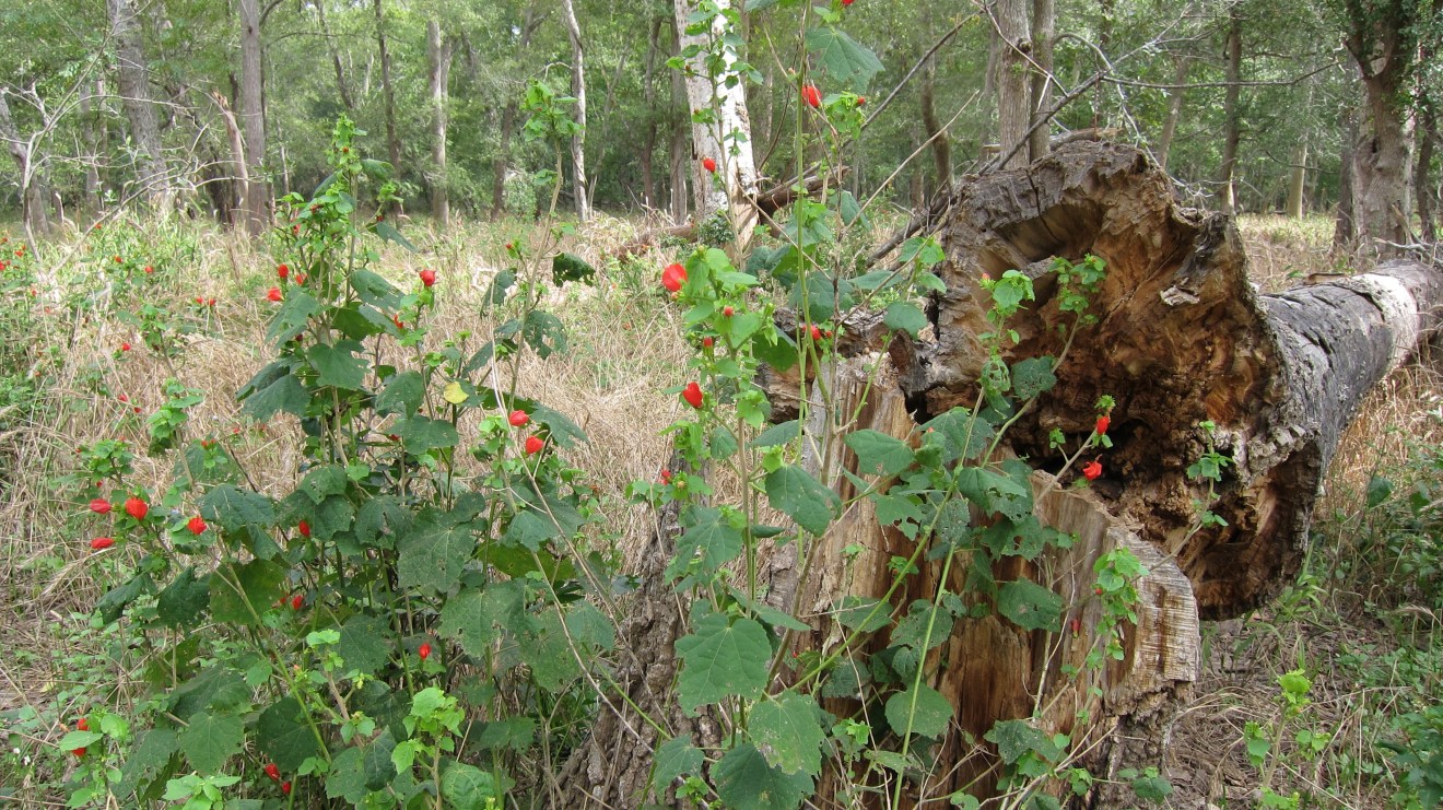 5 Facts About Turk’s Cap – Explore Texas