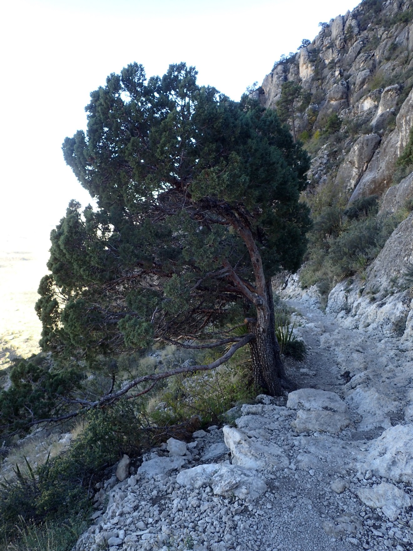 5 Facts About Alligator Juniper – Explore Texas