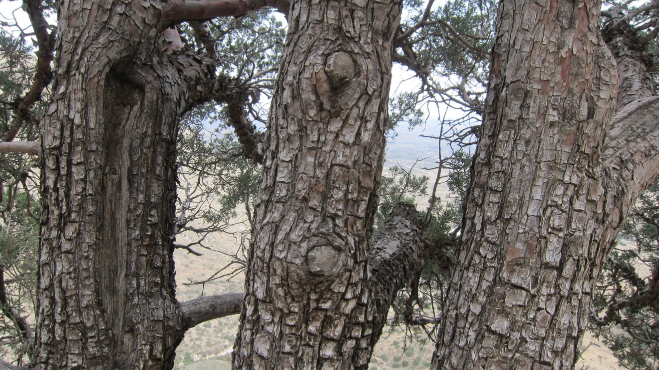 5 Facts About Alligator Juniper – Explore Texas