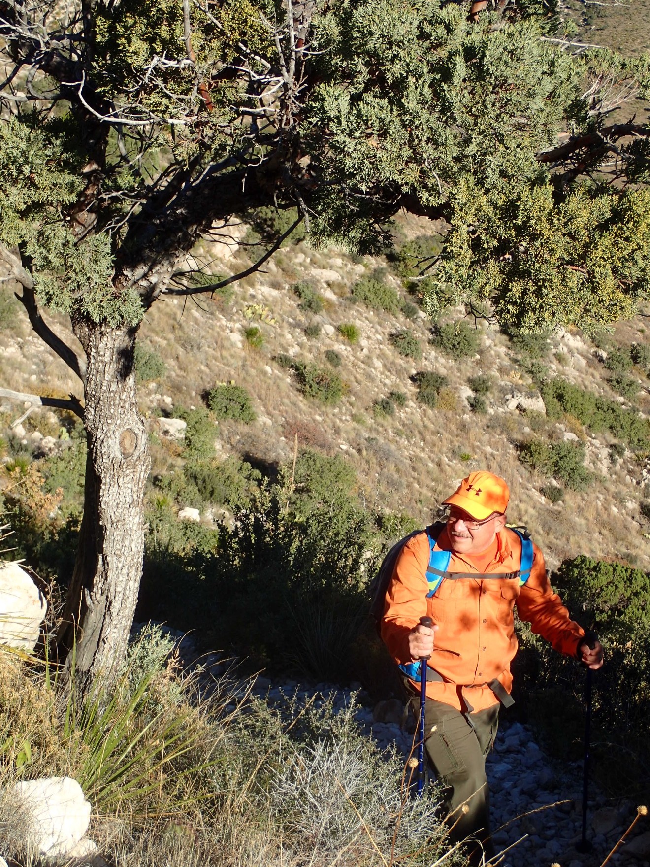 5 Facts About Alligator Juniper – Explore Texas