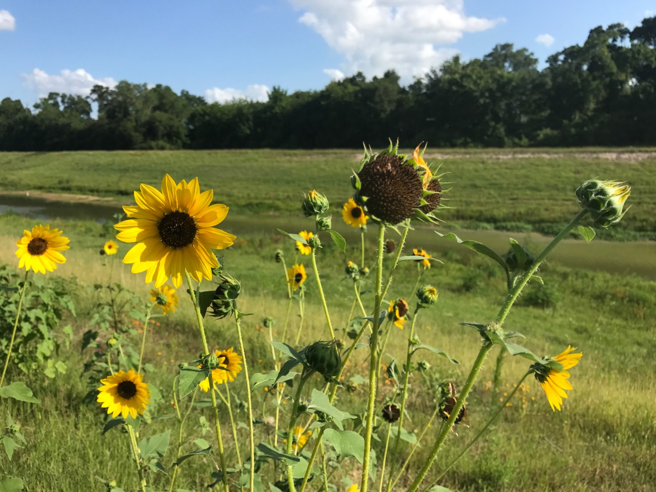 5 Facts About Sunflowers – Explore Texas